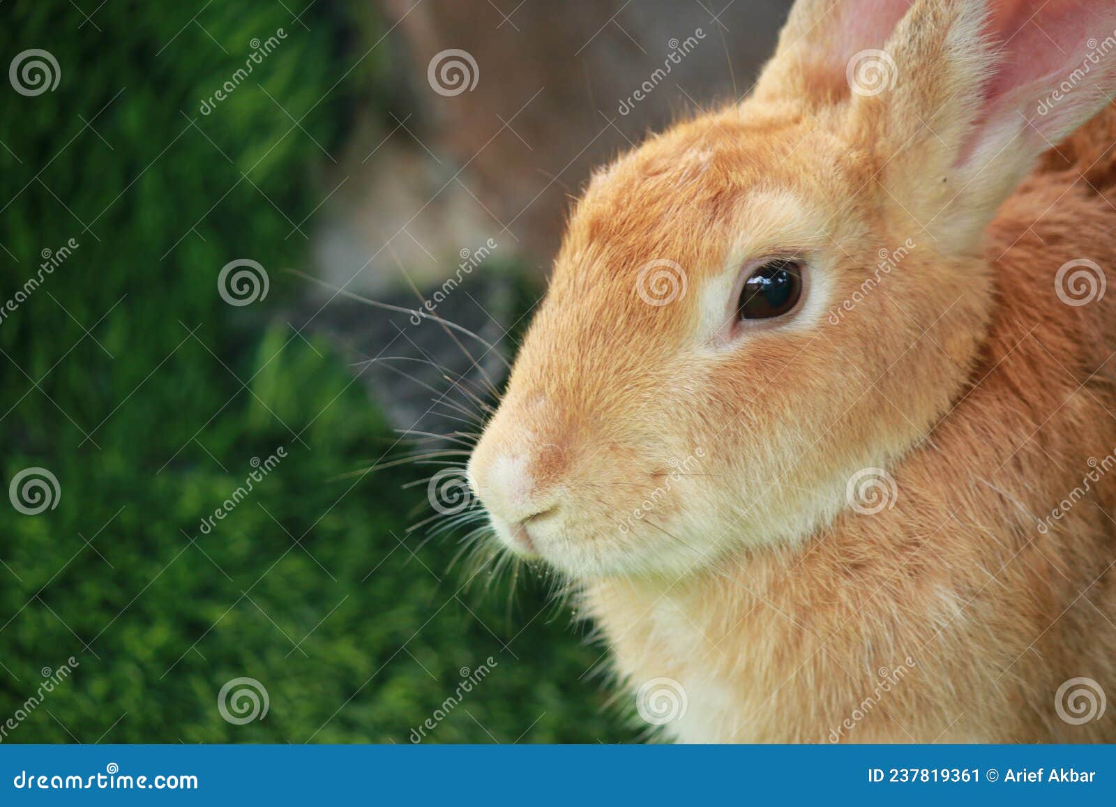 Rabbit still waiting stock image. Image of browny, cage - 237819361