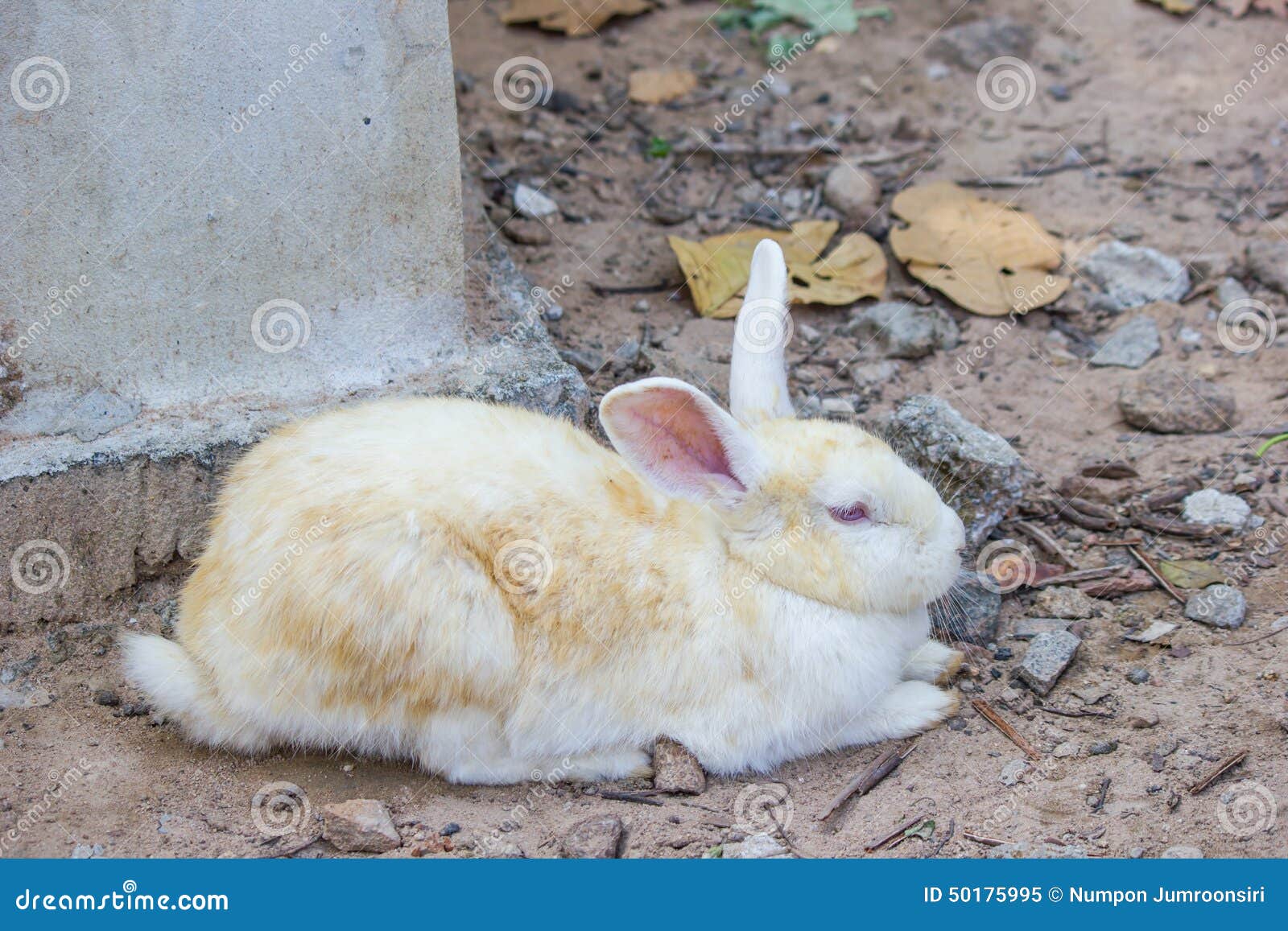 Rabbit on the Stone in Thailand Stock Image - Image of white, thai ...