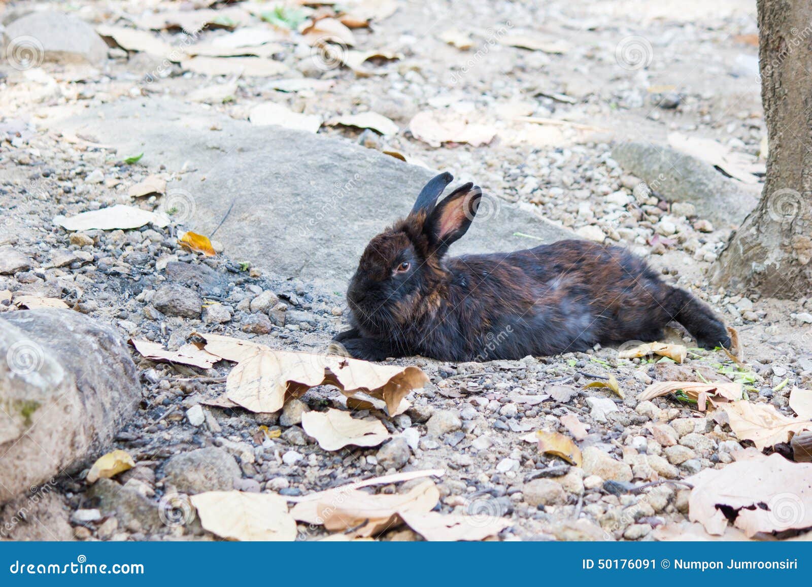 Rabbit on the Stone in Thailand Stock Image - Image of mammal, thailand ...