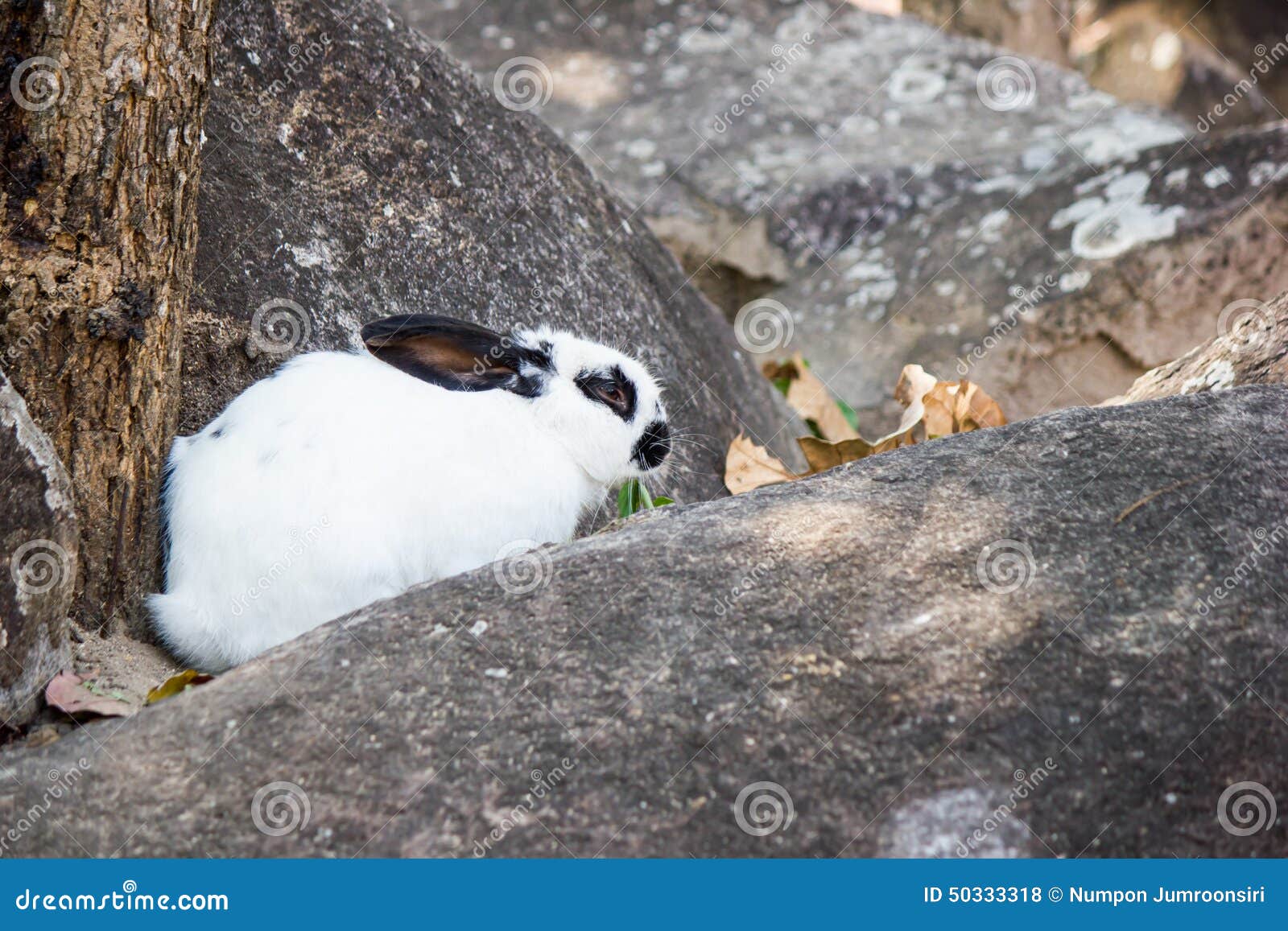 Rabbit on the Stone in Thailand Stock Photo - Image of cute, brown ...