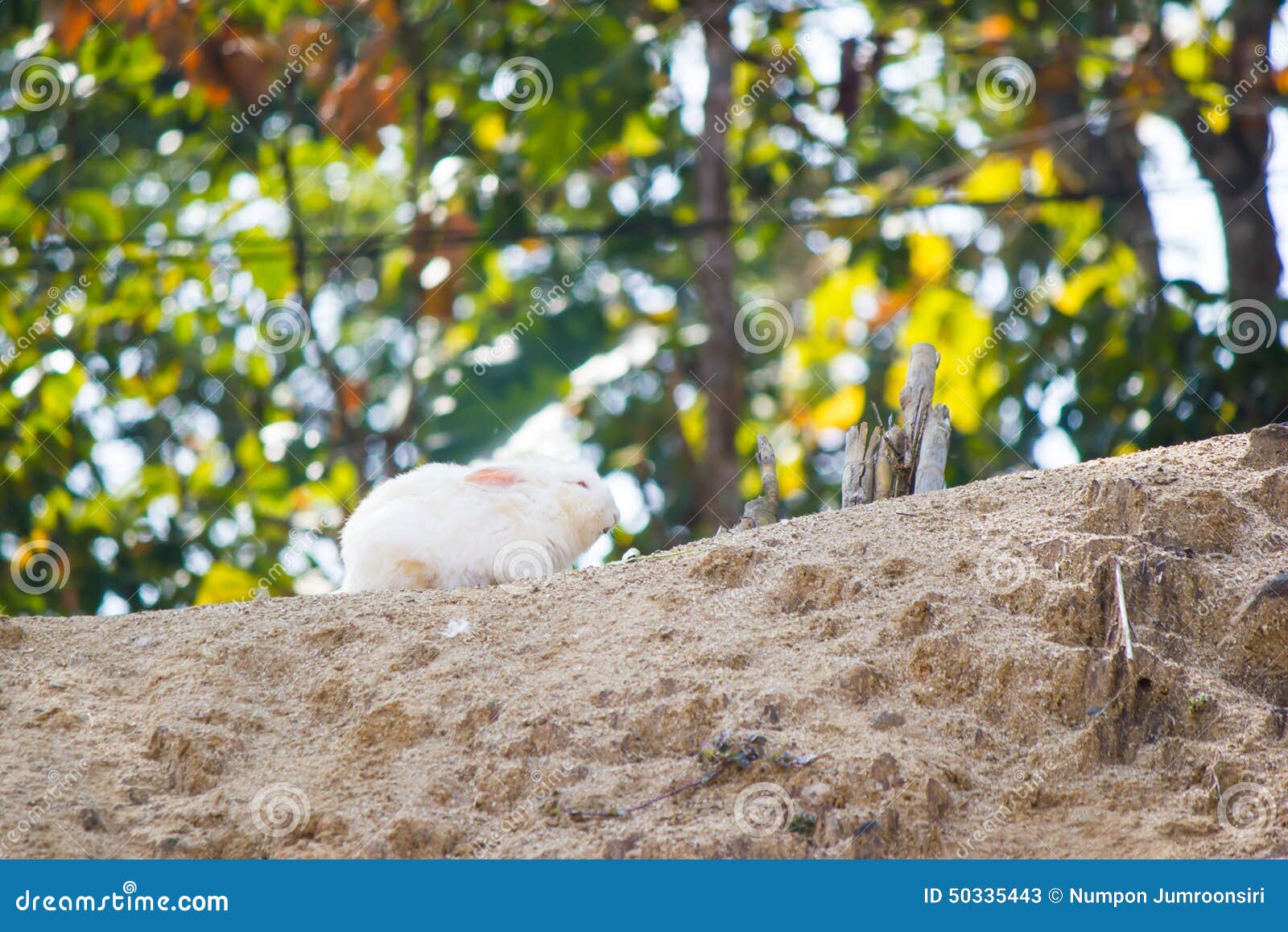 Rabbit on the Stone in Thailand Stock Image - Image of lovely, farm ...