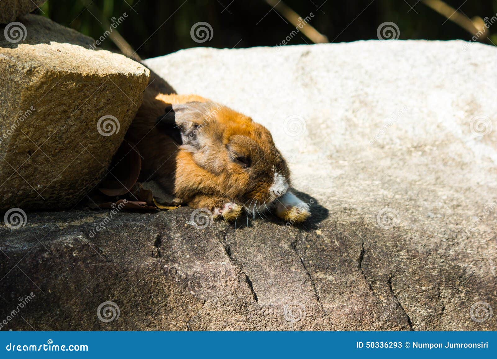 Rabbit on the Stone in Thailand Stock Image - Image of rock, forest ...