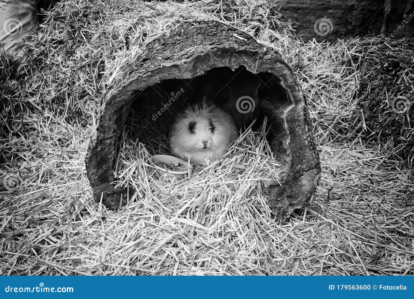 Rabbit in straw stock photo. Image of mammal, rabbit - 179563600