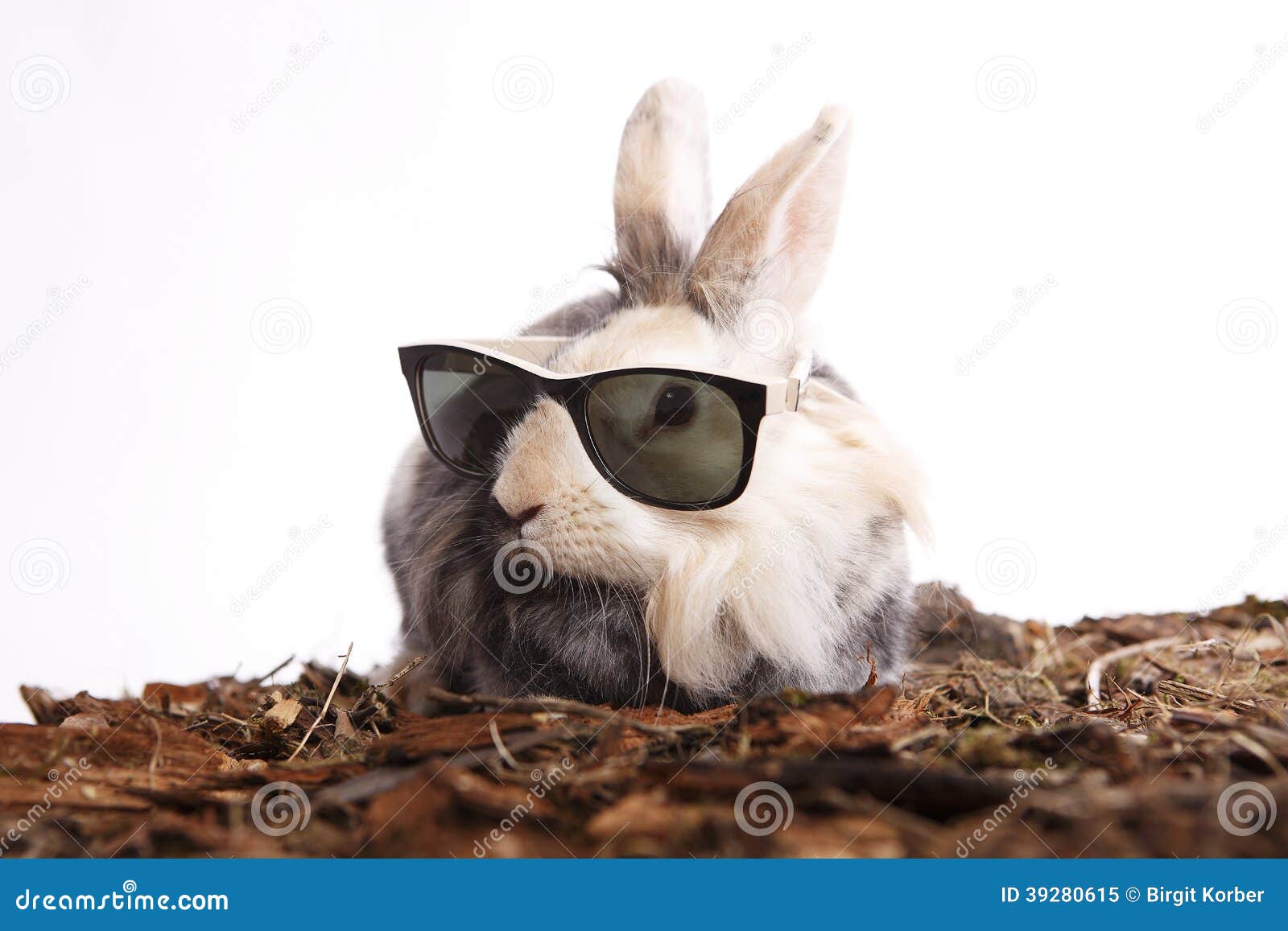 Rabbit with sun glasses stock image. Image of rabbit - 39280615