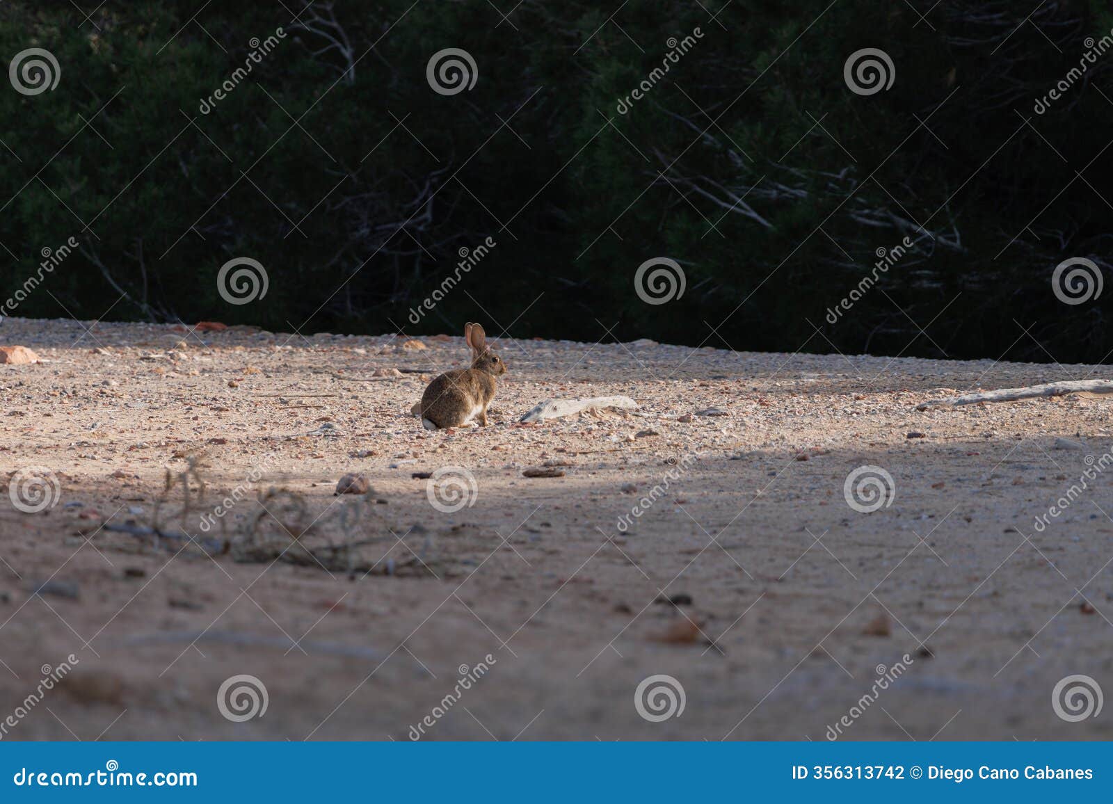 Rabbit Sunbathing in a Clearing in the Pine Forest of Arenales Del Sol ...