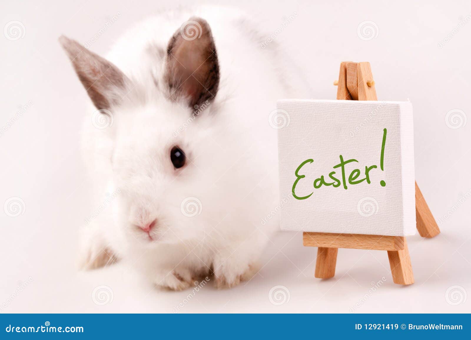 Rabbit and TAble stock image. Image of meadow, pets, green - 12921419