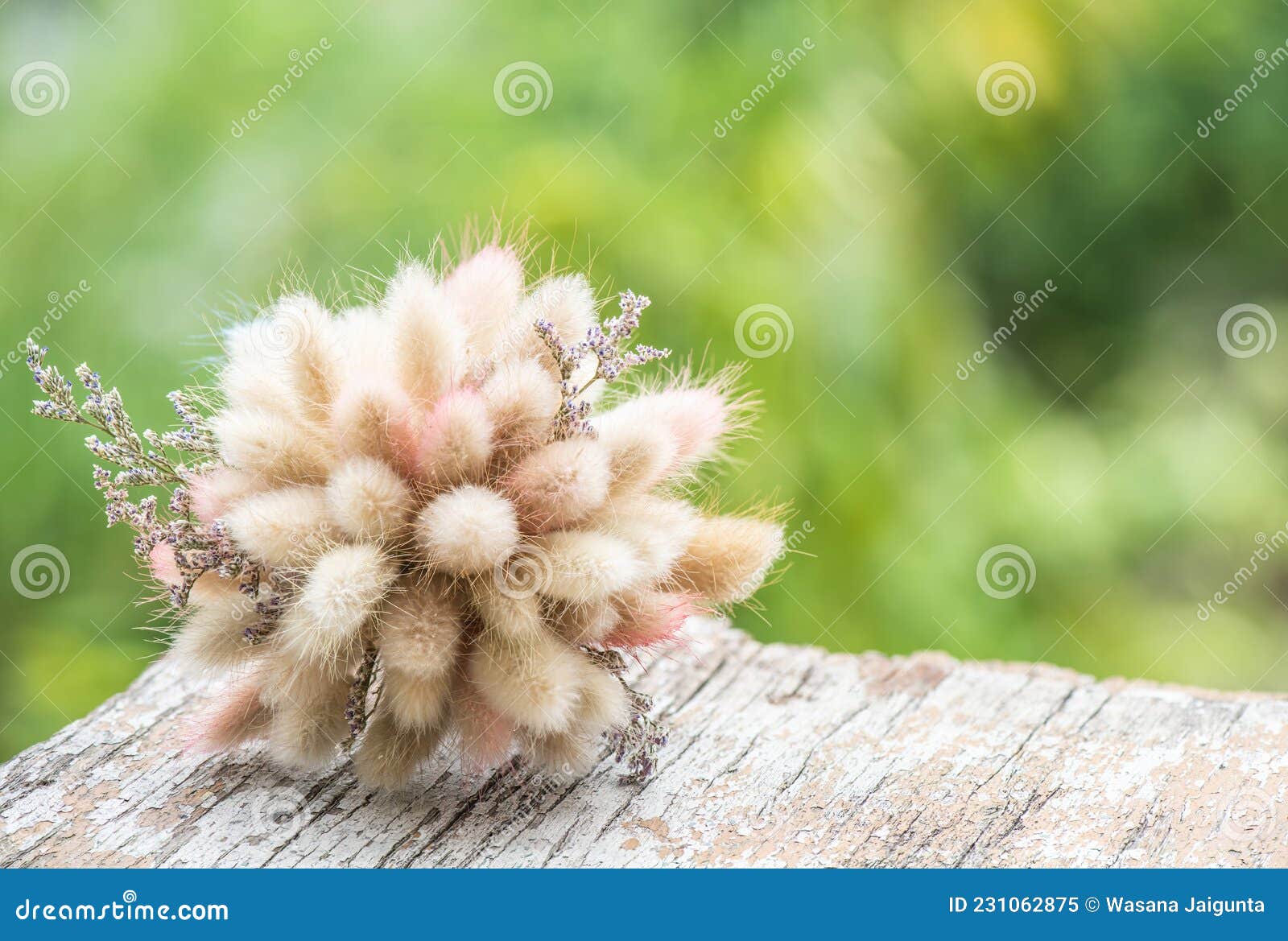 Rabbit Tail , Bunny Tail or Hare Tail Grass on Nature Background Stock ...