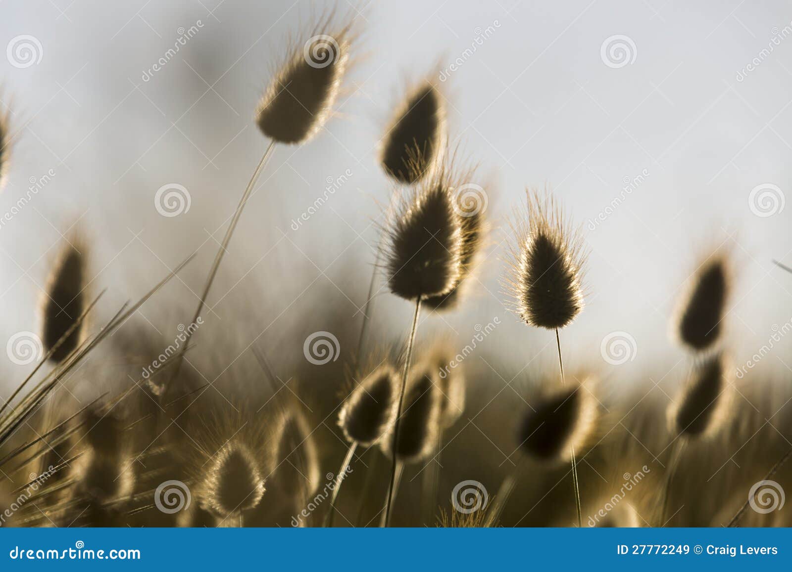 Rabbit Tails at sunset stock image. Image of decorative - 27772249