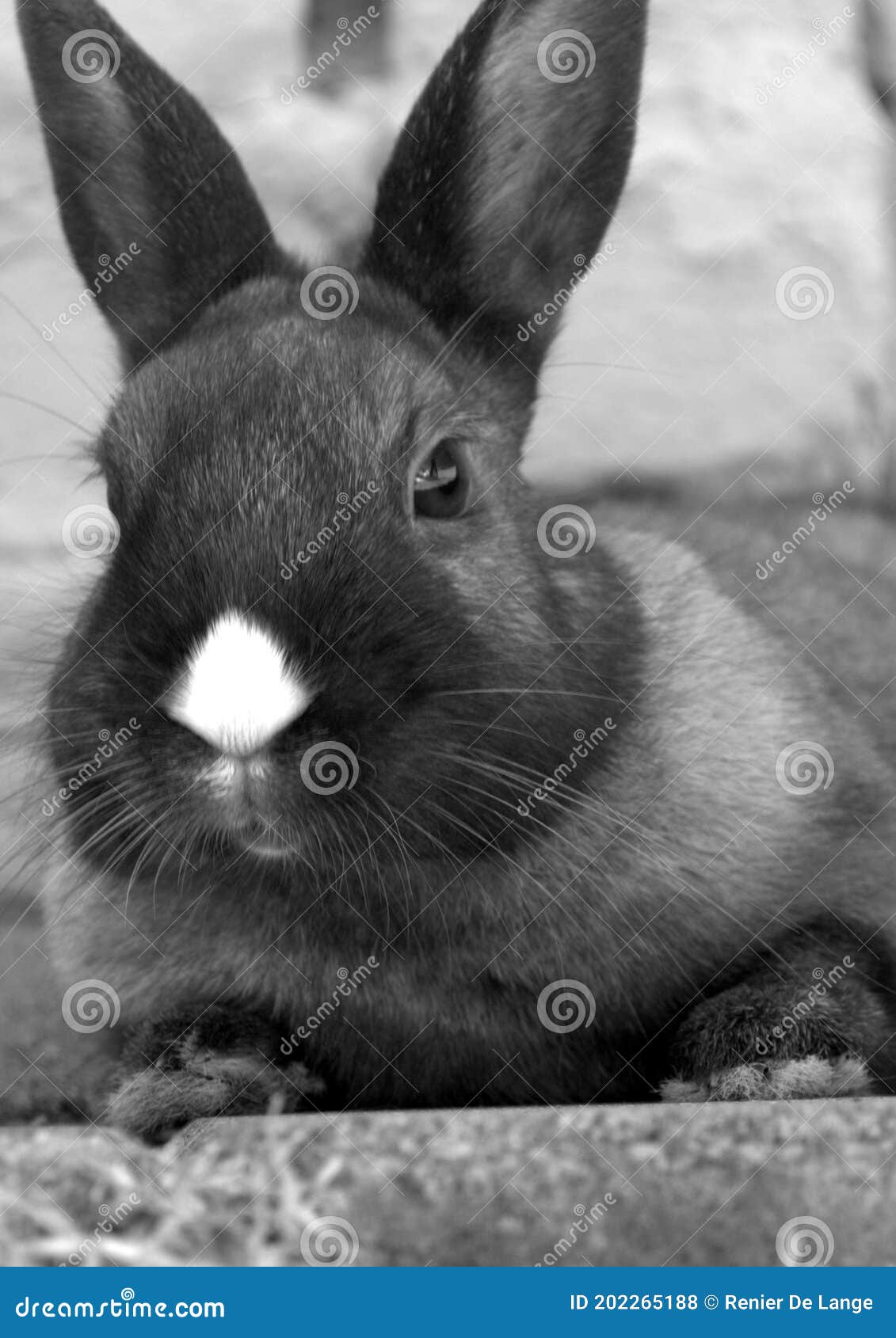 Rabbit taking a stare stock photo. Image of rodent, nose - 202265188
