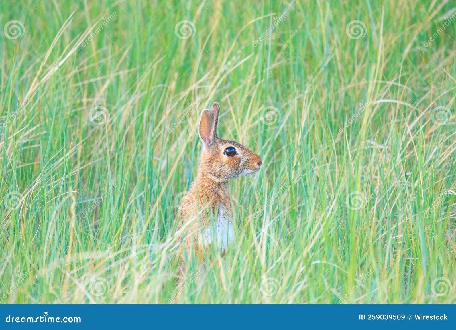 Rabbit in the Tall Green Grass Stock Image - Image of tall, rabbit ...