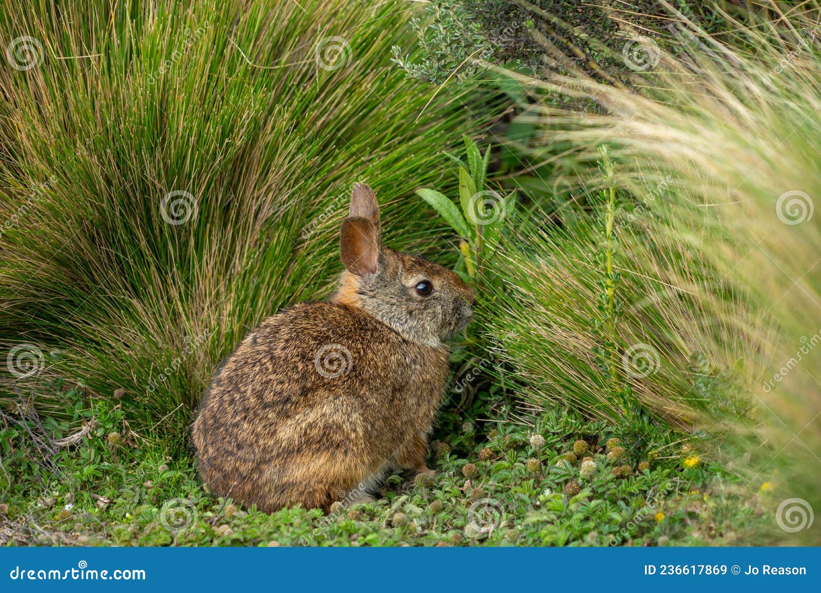 Rabbit from Teh Highlands of Ecuador Stock Image - Image of brown ...