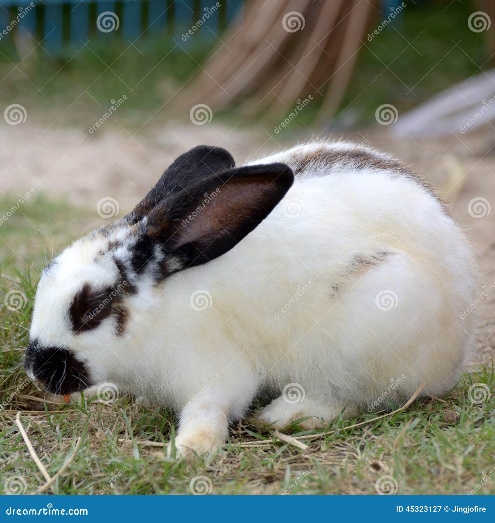 Rabbit stock image. Image of isolated, lawn, easter, holiday - 45323127