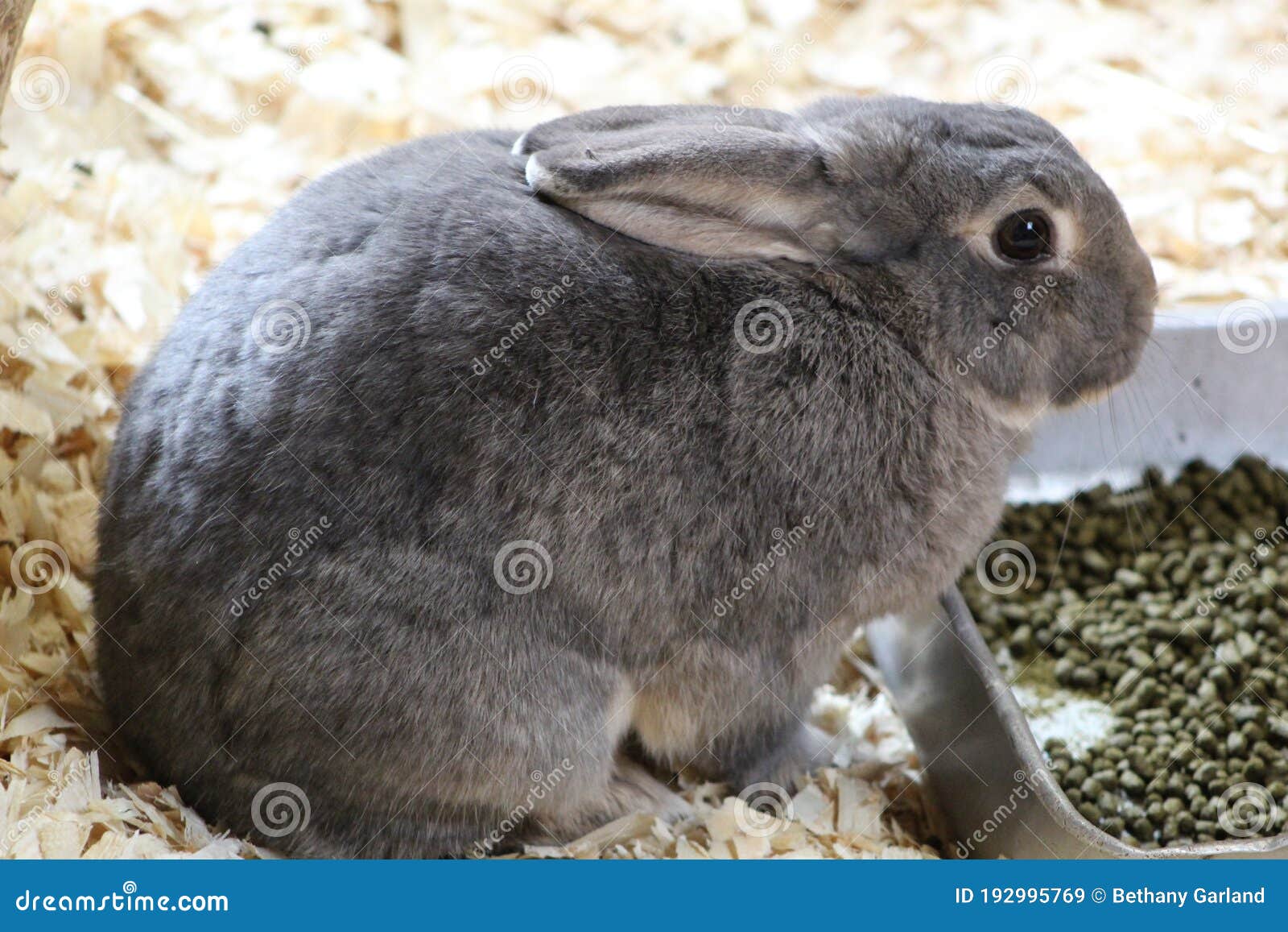 Rabbit Thinking about Something Stock Image - Image of chipmunk, nature ...