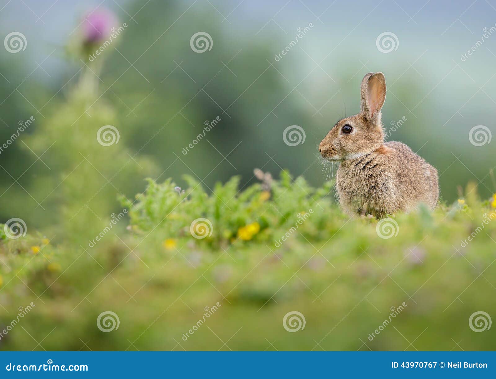 Rabbit and a thistle stock image. Image of european, wildlife - 43970767