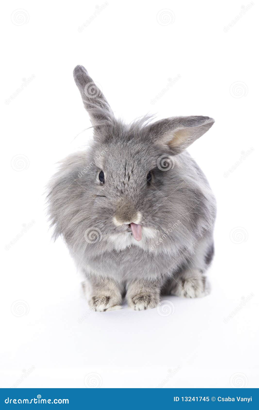 Rabbit tongue out stock image. Image of cutout, isolated - 13241745