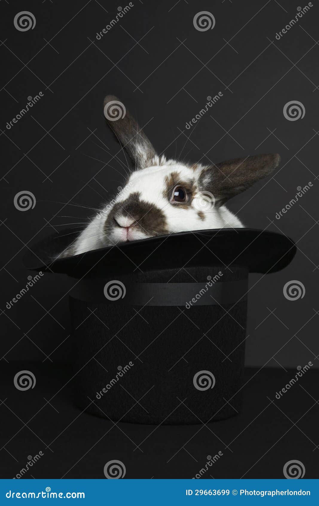 Rabbit in Top Hat stock image. Image of magic, mammal - 29663699