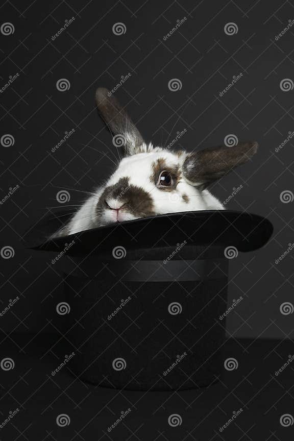 Rabbit in Top Hat stock image. Image of magic, mammal - 29663699
