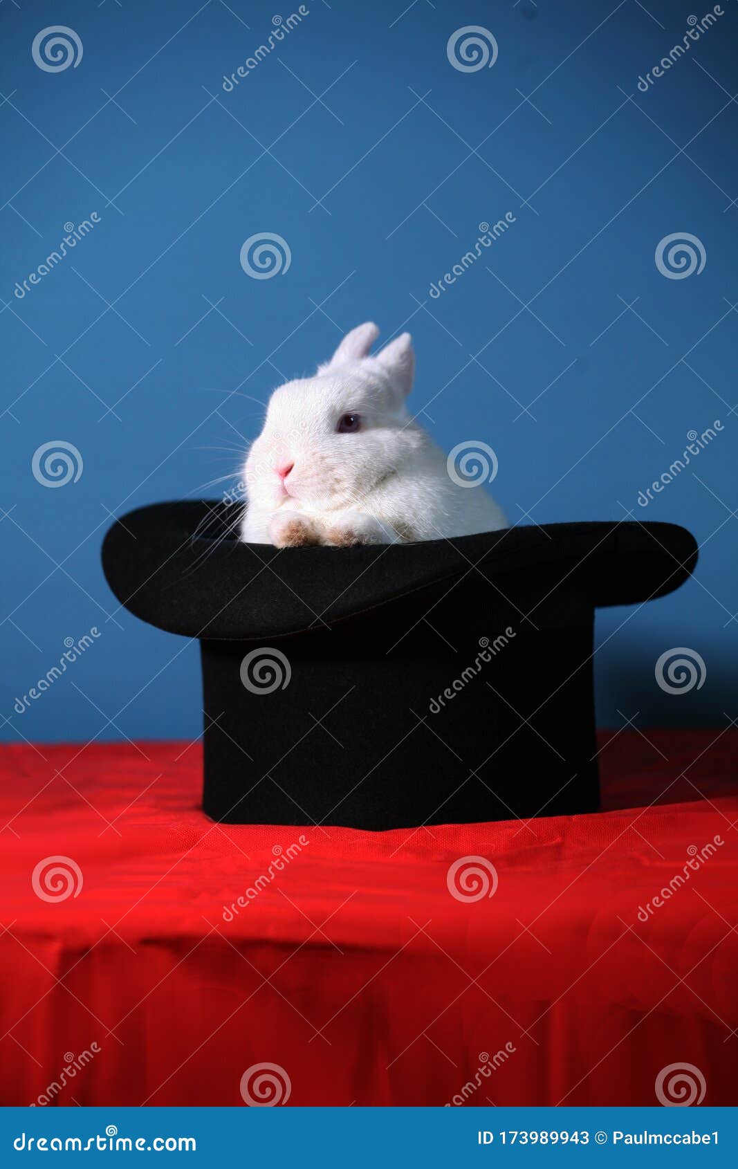 Rabbit from top hat stock image. Image of illusion, conjuring - 173989943