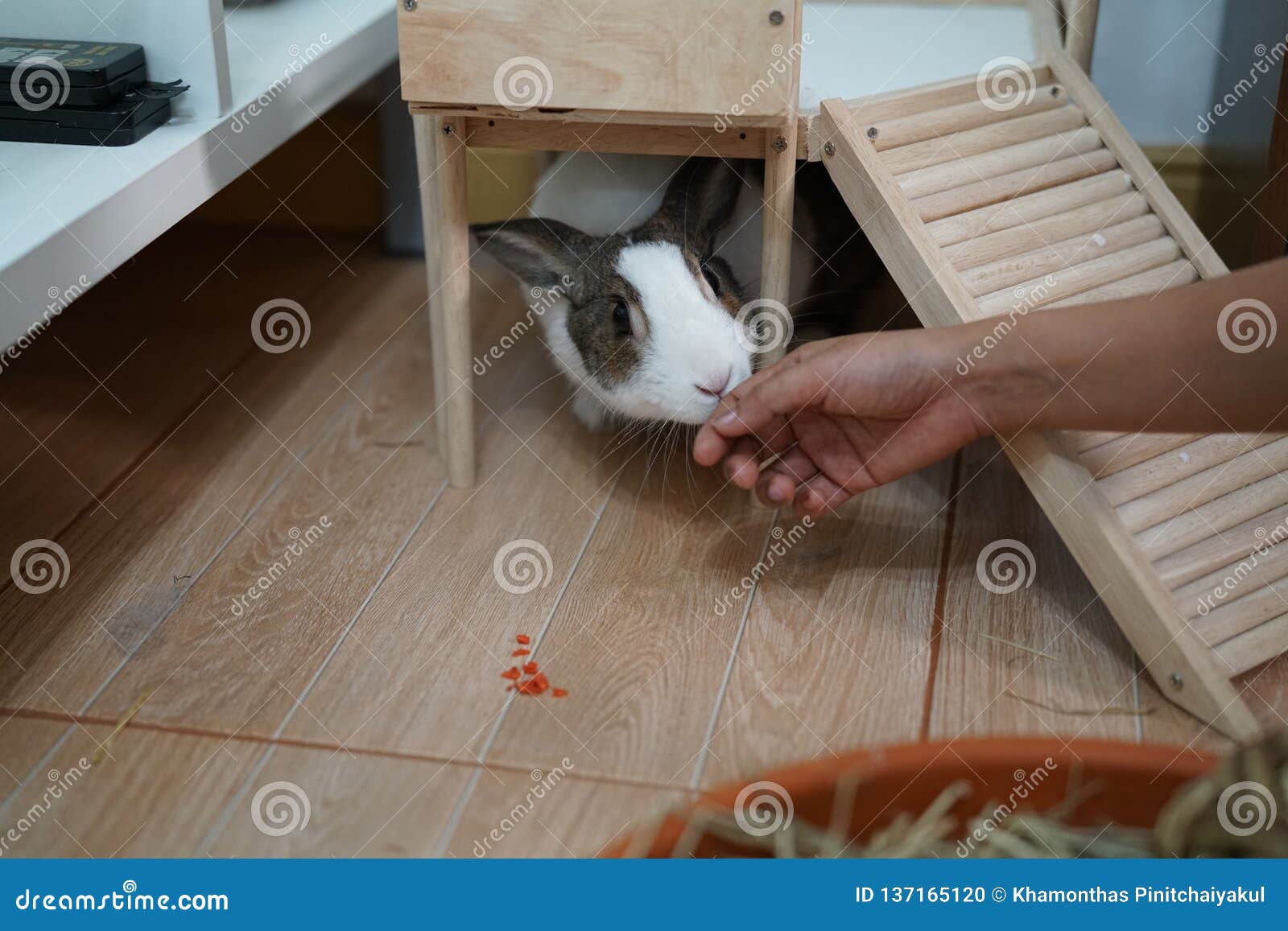 Rabbit touching hand stock photo. Image of animal, background - 137165120