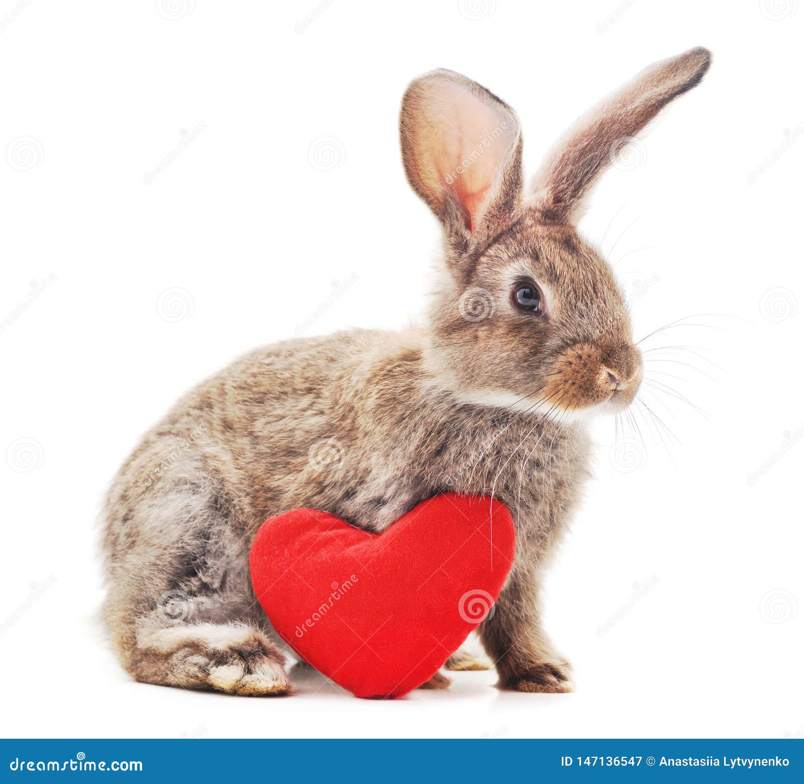 Rabbit with toy heart stock image. Image of favorite - 147136547