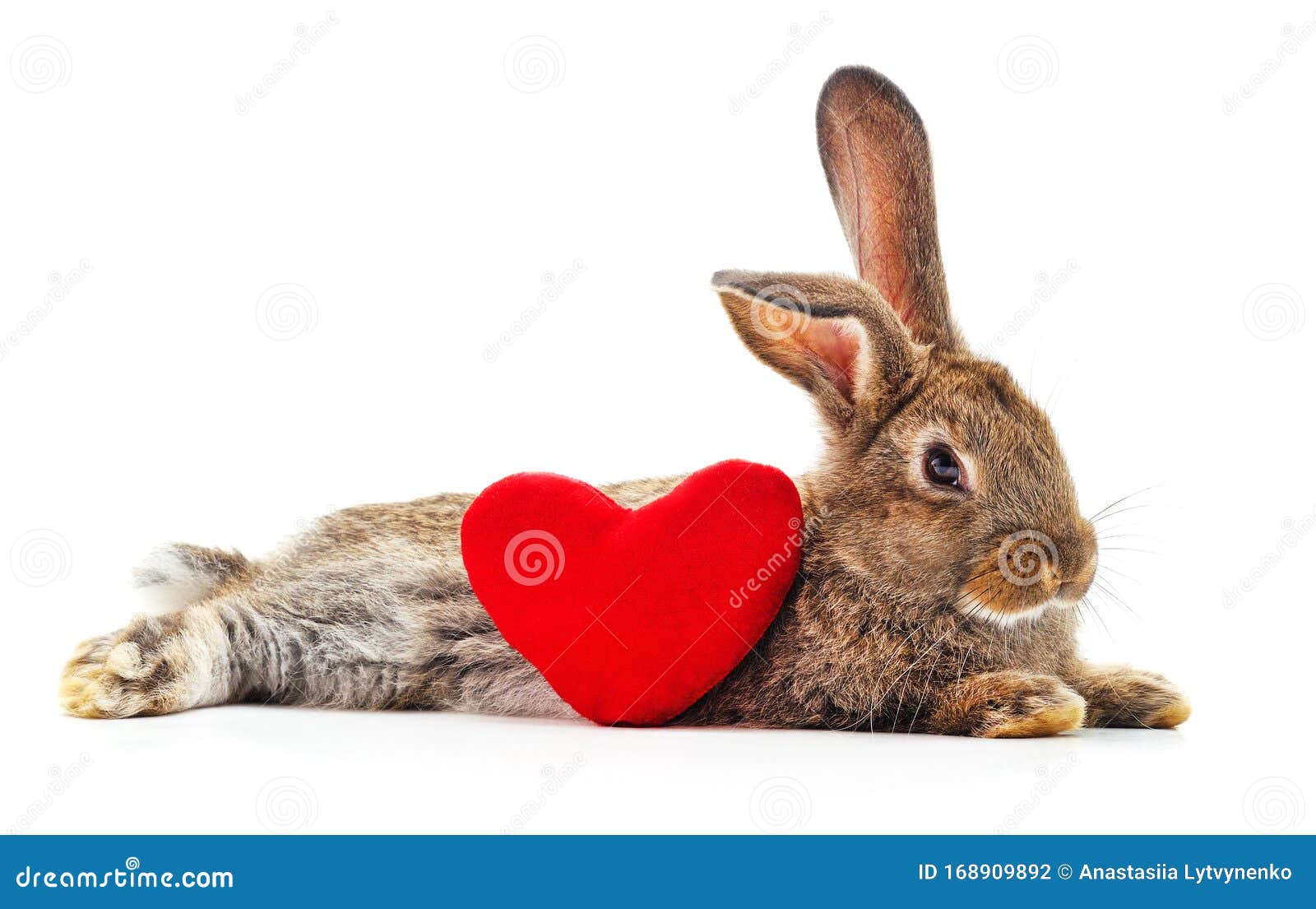 Rabbit with toy heart stock photo. Image of favorite - 168909892
