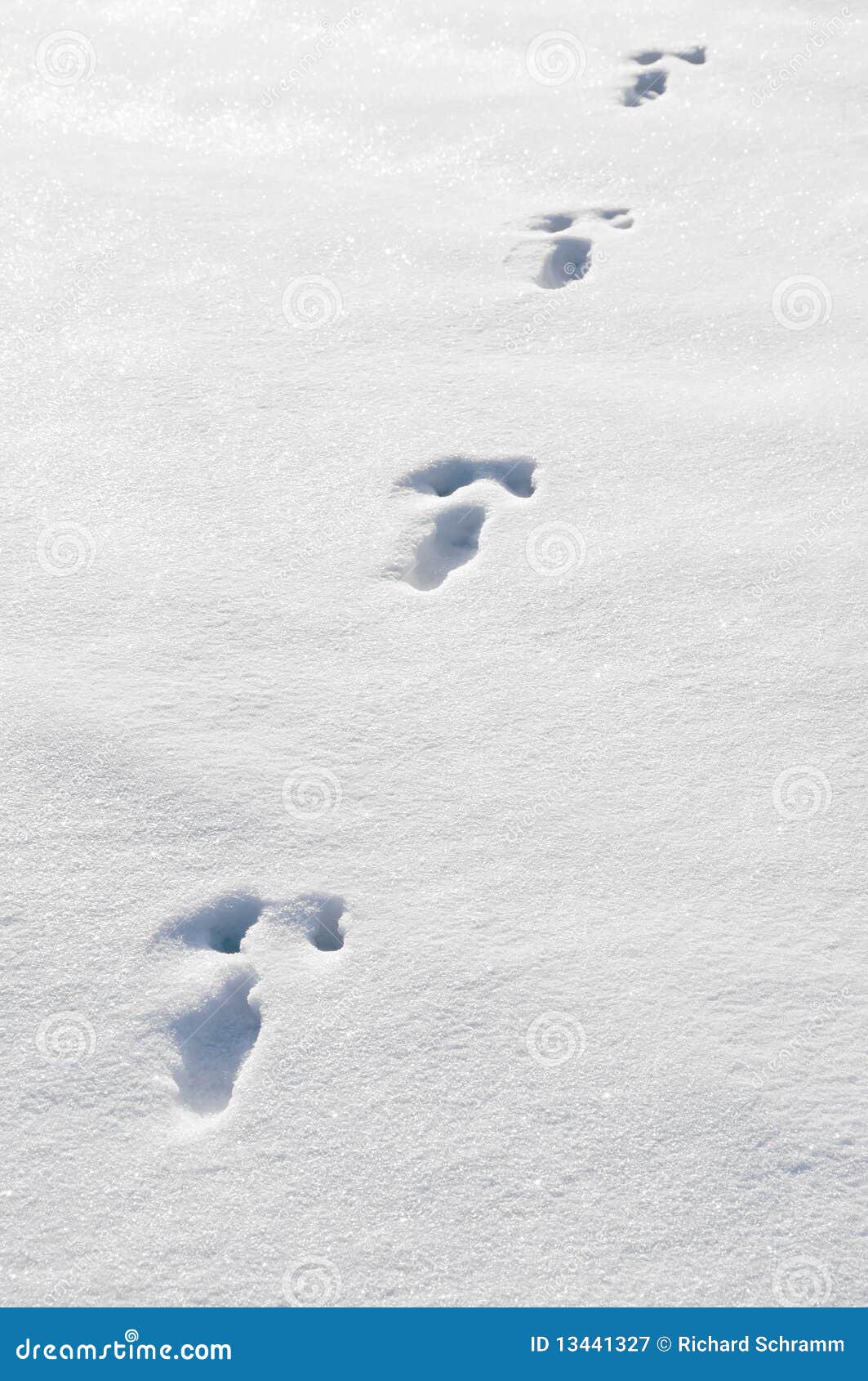 Rabbit Tracks Identification