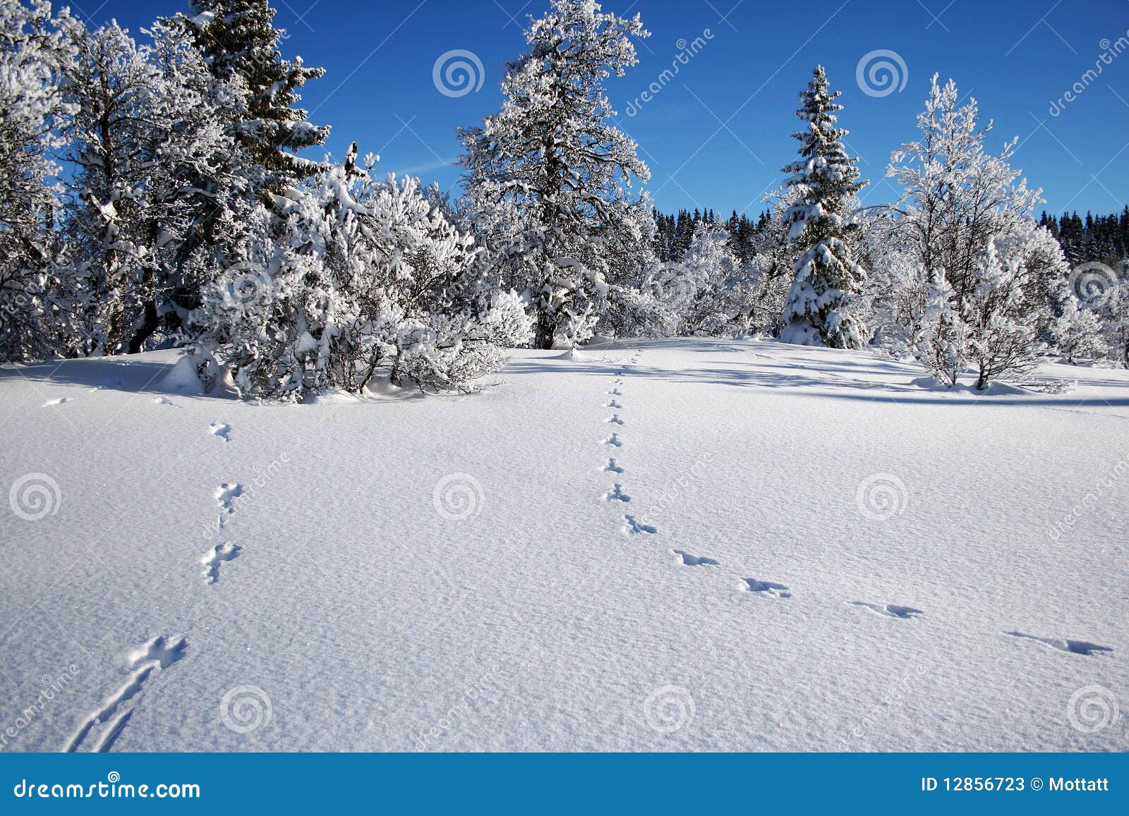 Rabbit tracks stock image. Image of skiing, resort, country - 12856723