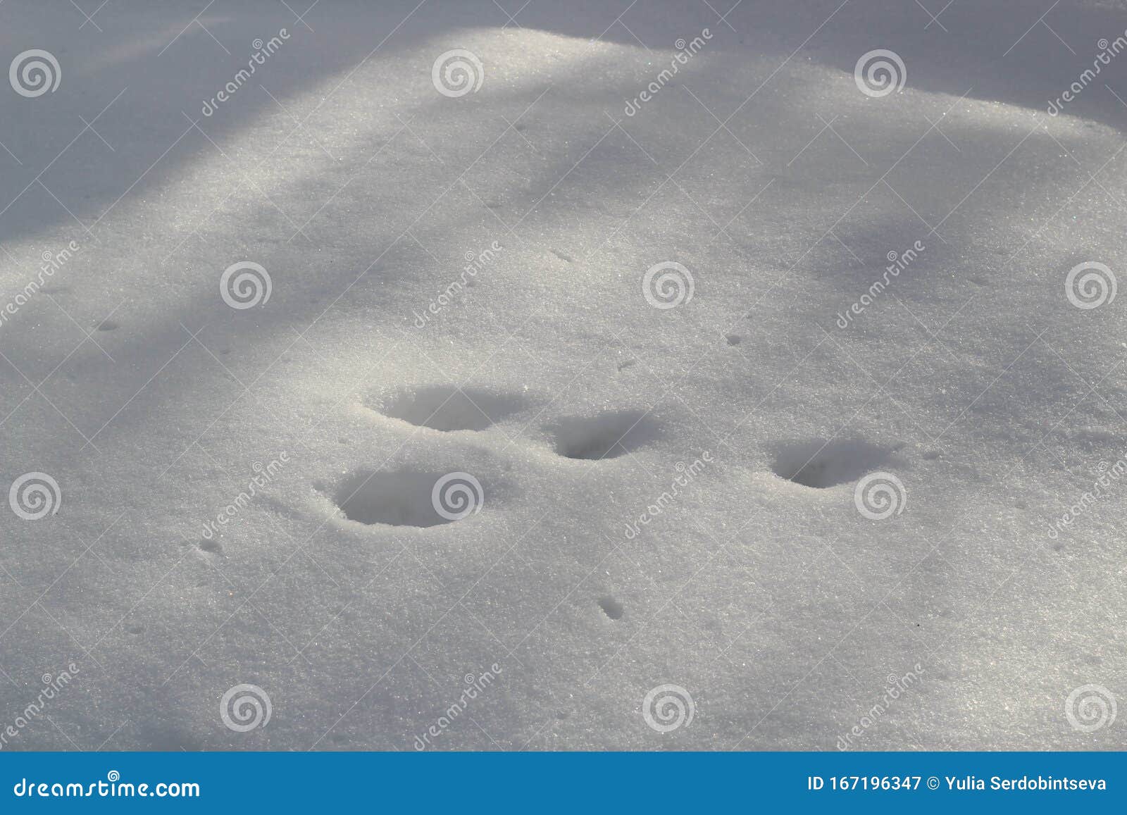 Rabbit Tracks on Fluffy Snow Close Up Stock Image - Image of animal ...