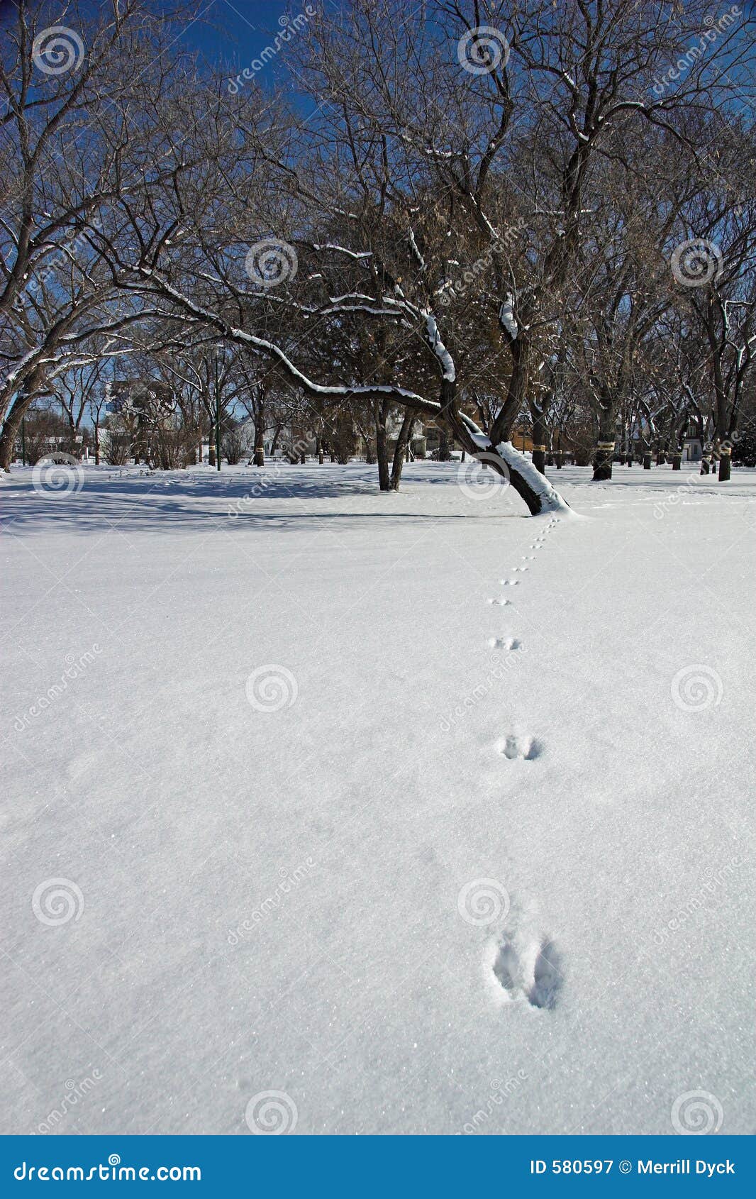Rabbit Tracks in the Snow stock image. Image of park, rabbit - 580597