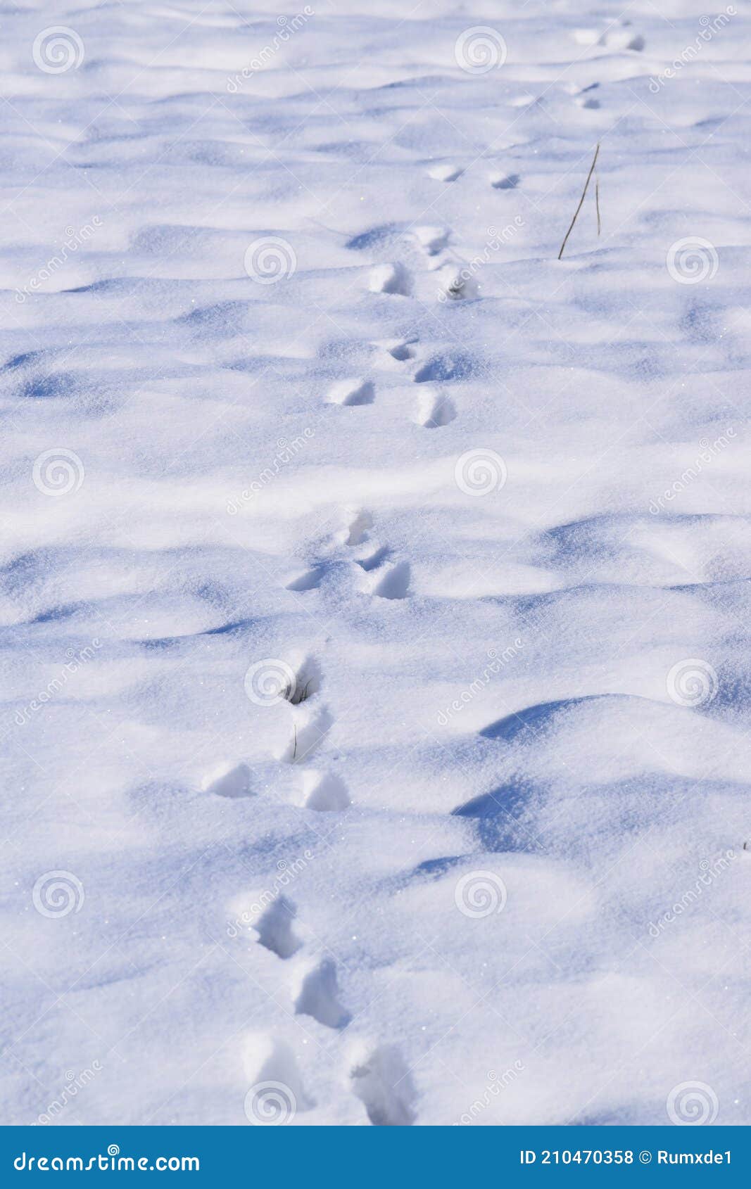 Rabbit tracks in the Snow stock photo. Image of track - 210470358