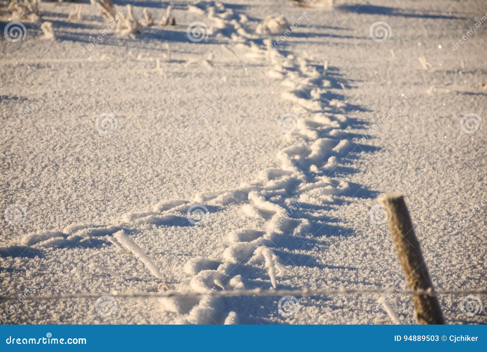 Rabbit Tracks Identification