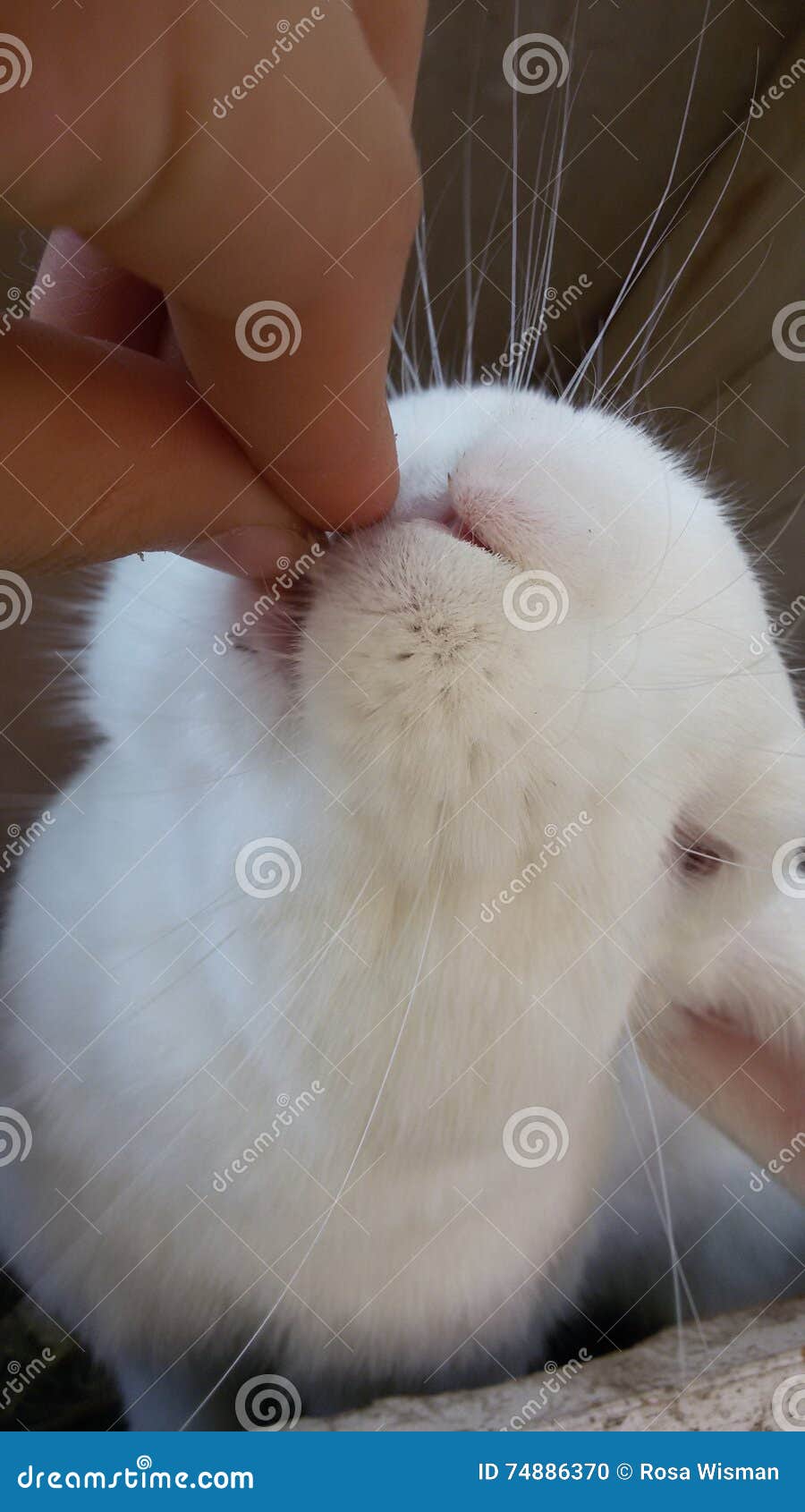 Rabbit stock photo. Image of tricks, bunny, rabbit, treating - 74886370