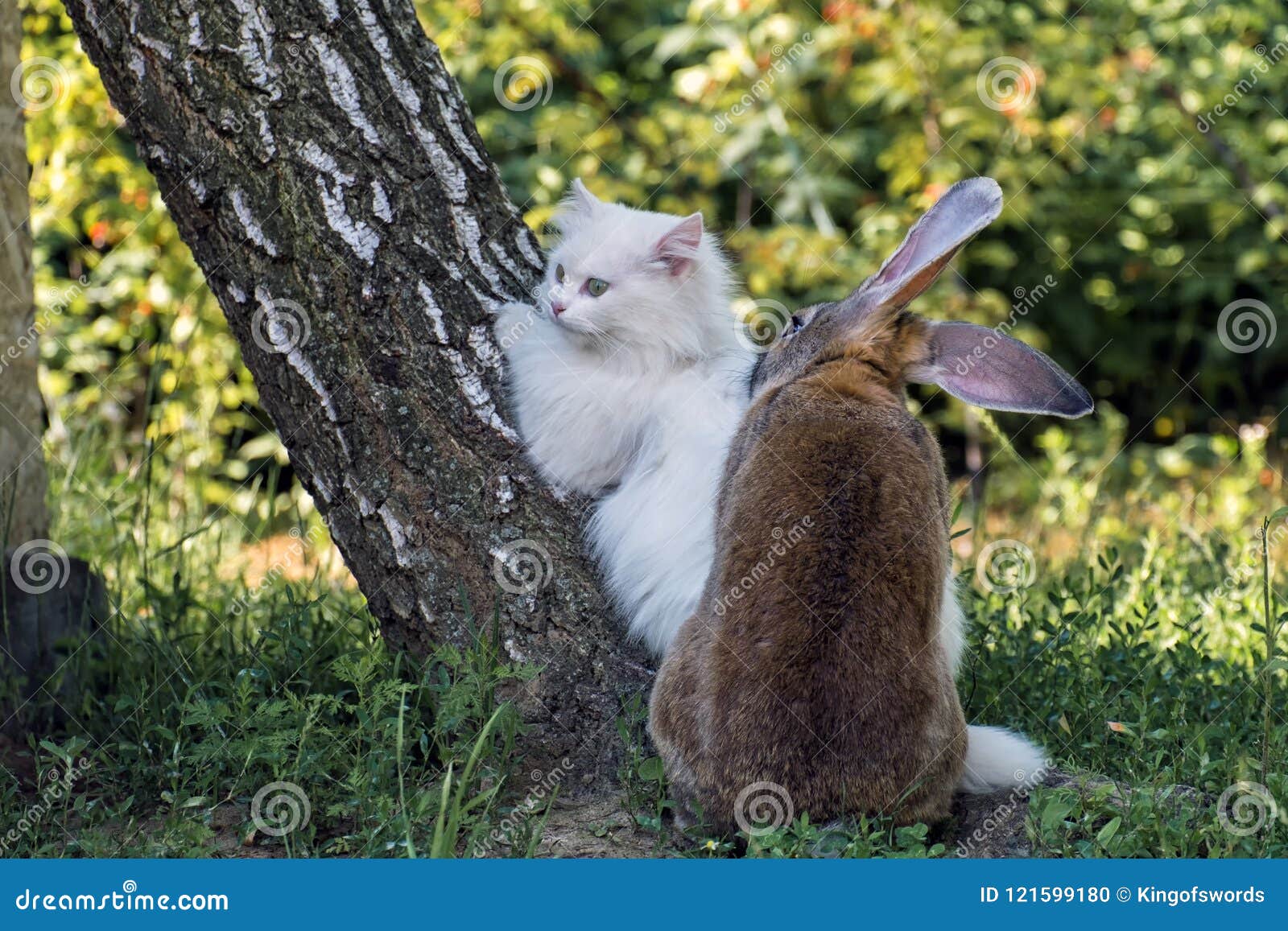White Cat and a Loving Rabbit Stock Photo - Image of feline, kitty ...