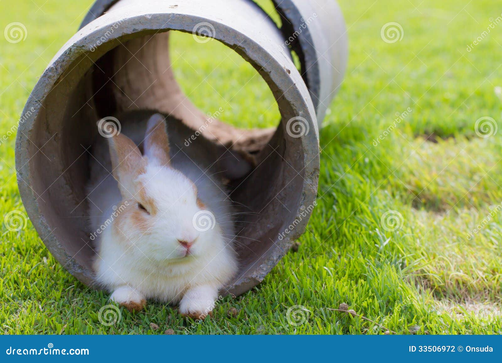 Rabbit in a tube stock photo. Image of rabbit, ears, hide - 33506972