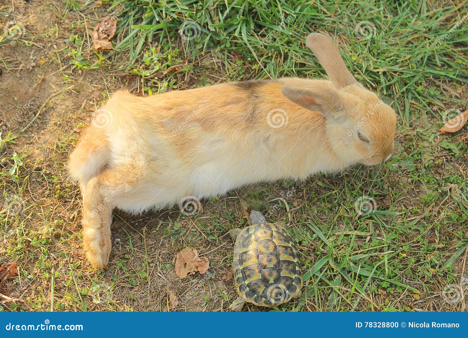 Rabbit and the turtle stock photo. Image of turtle, meadow - 78328800
