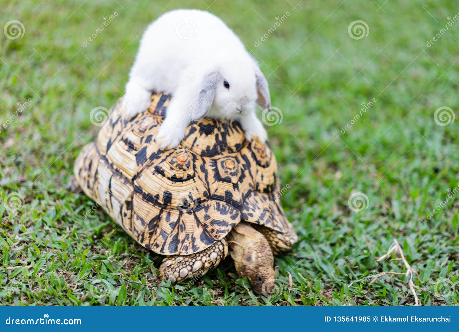 Rabbit on the Turtle after Completing the Race at the Garden in the ...