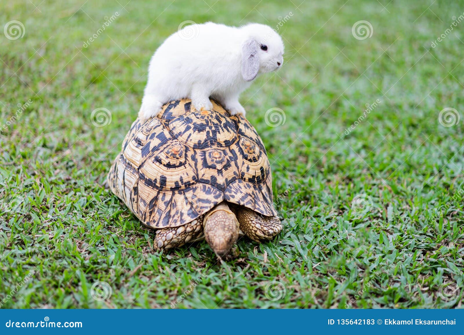 Rabbit on the Turtle after Completing the Race at the Garden in the ...