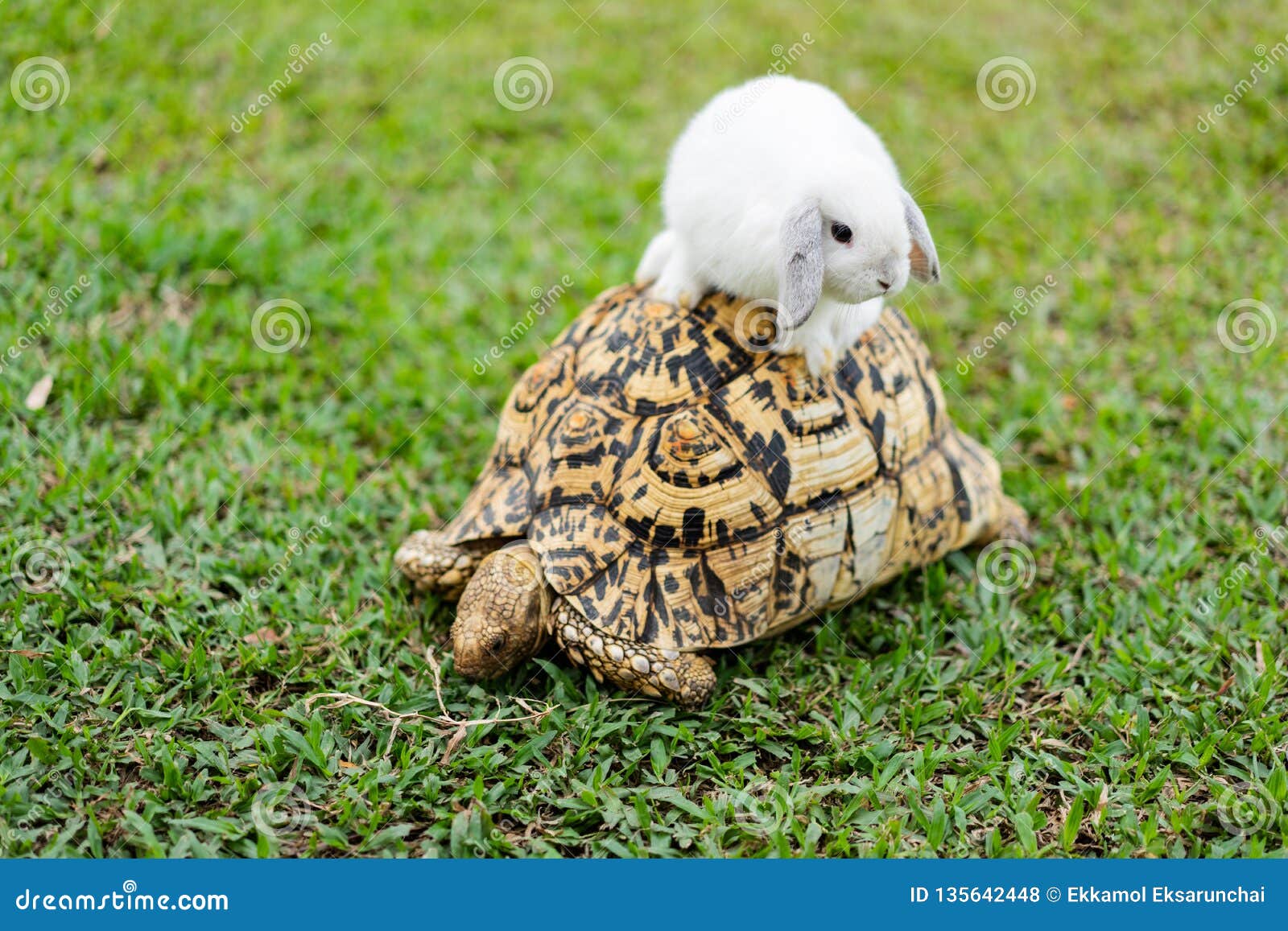 Rabbit on the Turtle after Completing the Race at the Garden in the ...