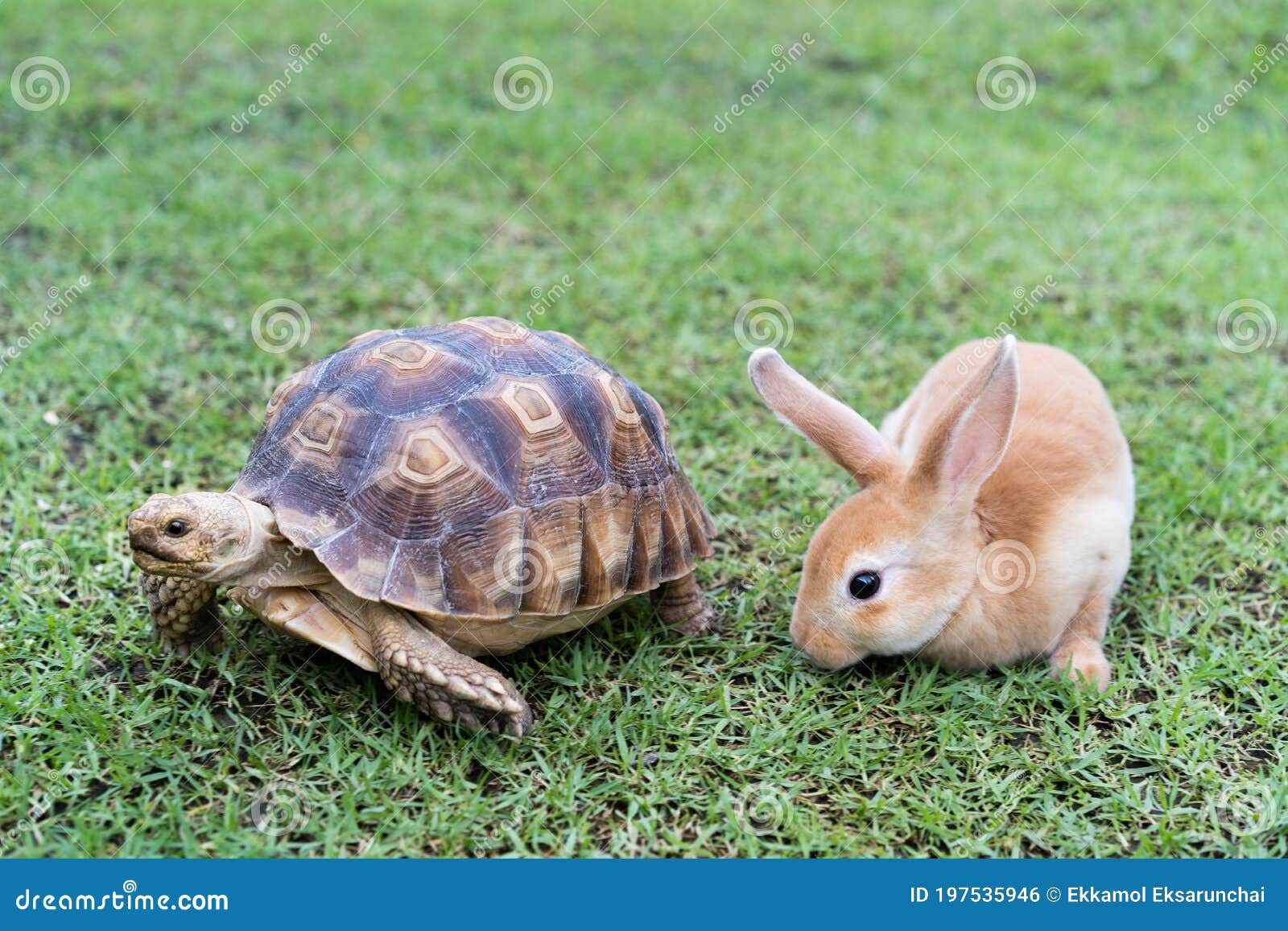 The Rabbit and Turtle Tales Stock Photo - Image of baby, aesop: 197535946
