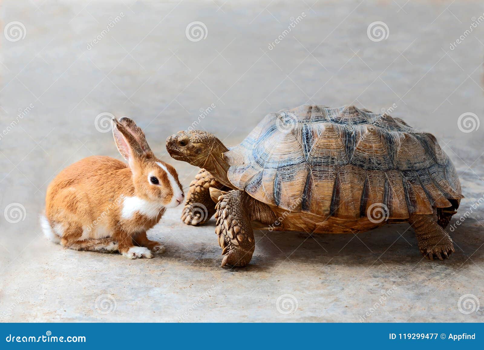 Rabbit Turtle Stock Images - Download 196 Photos