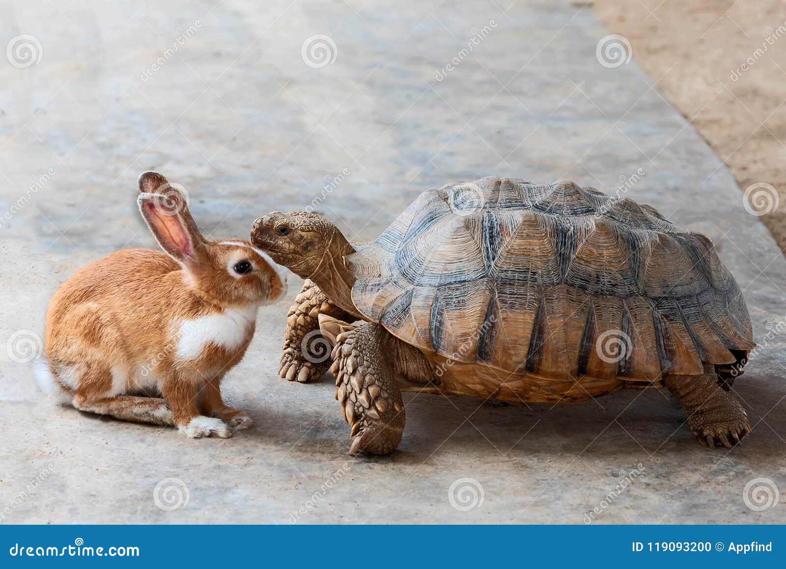 Rabbit and turtle. stock photo. Image of rabbit, slow - 119093200