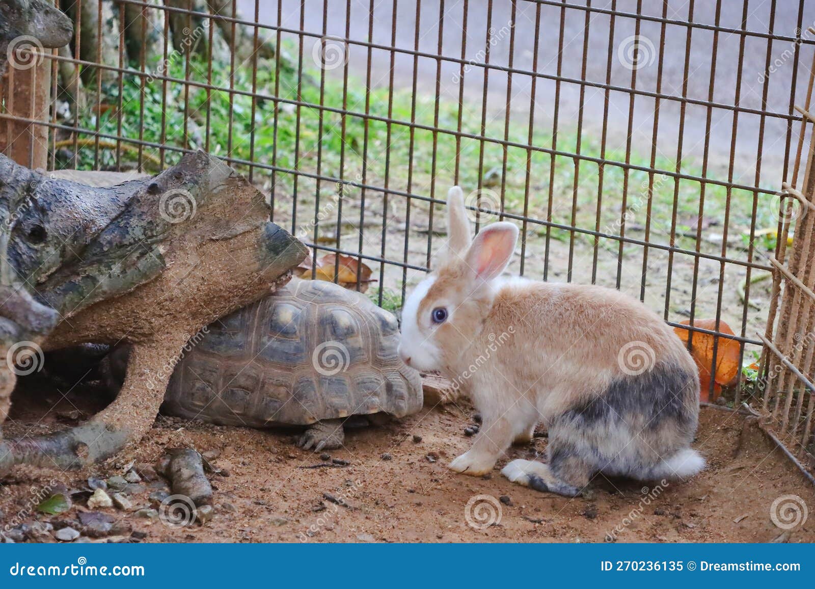 Rabbit and turtle stock image. Image of botanical, squirrel - 270236135