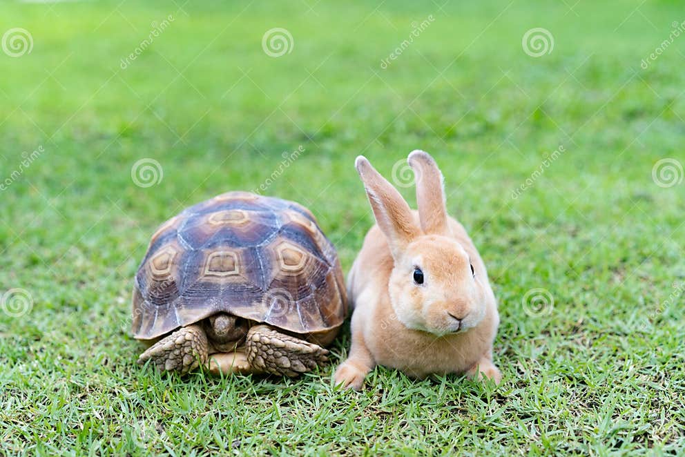 The Rabbit and Turtle Tales Stock Photo - Image of competitive, effort ...