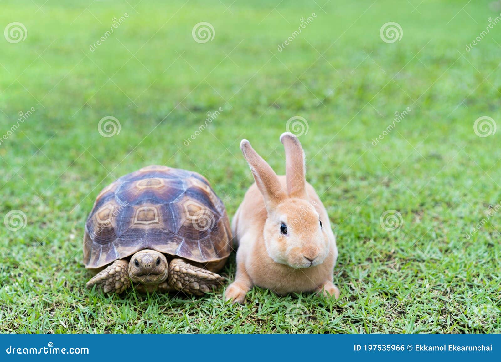 The Rabbit and Turtle Tales Stock Photo - Image of landscape, cute ...
