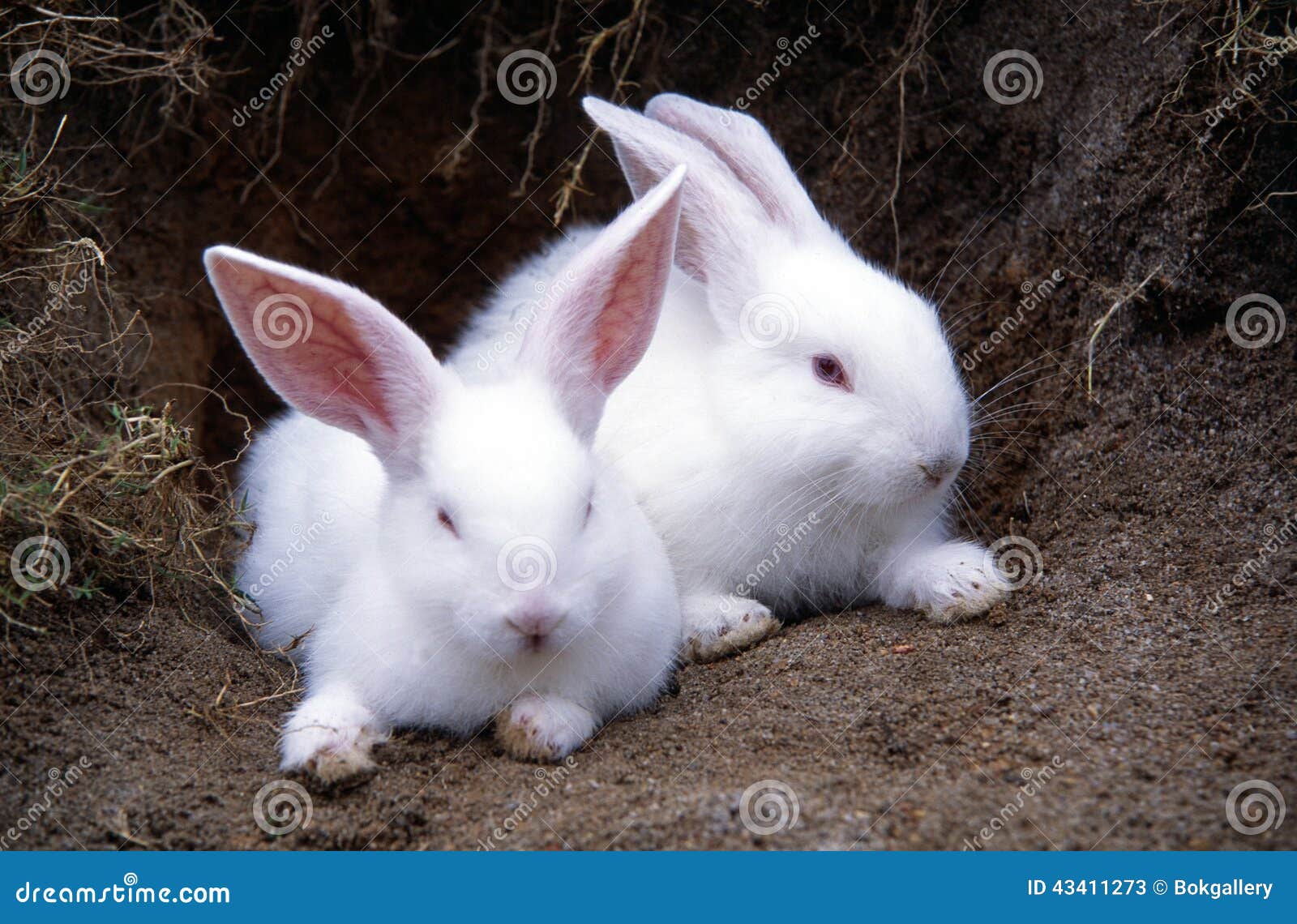Rabbit stock image. Image of grass, horizontal, cute - 43411273