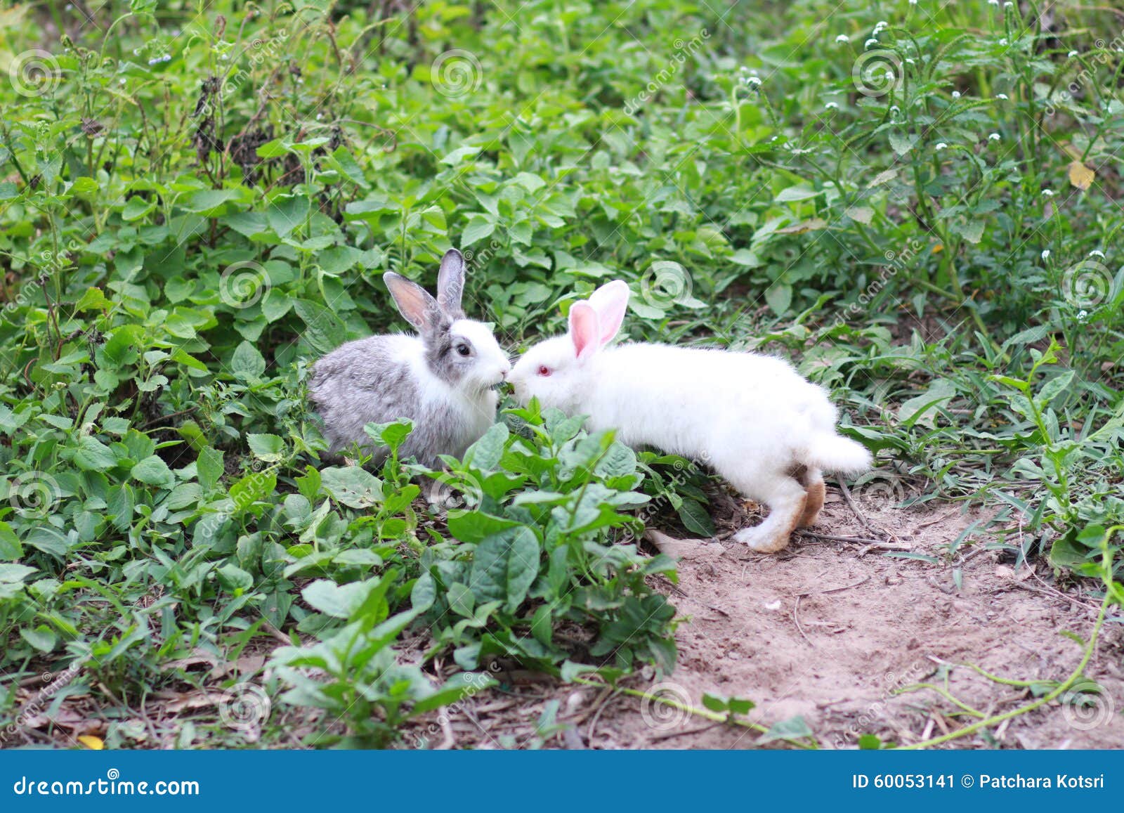 Rabbit stock image. Image of mammal, baby, happy, little - 60053141