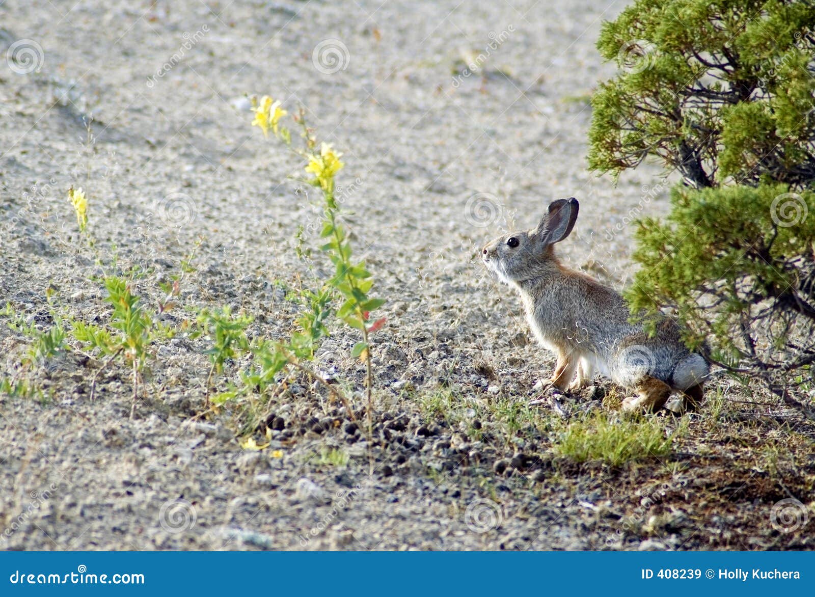 Rabbit Under Bush stock image. Image of bachmani, animal - 408239