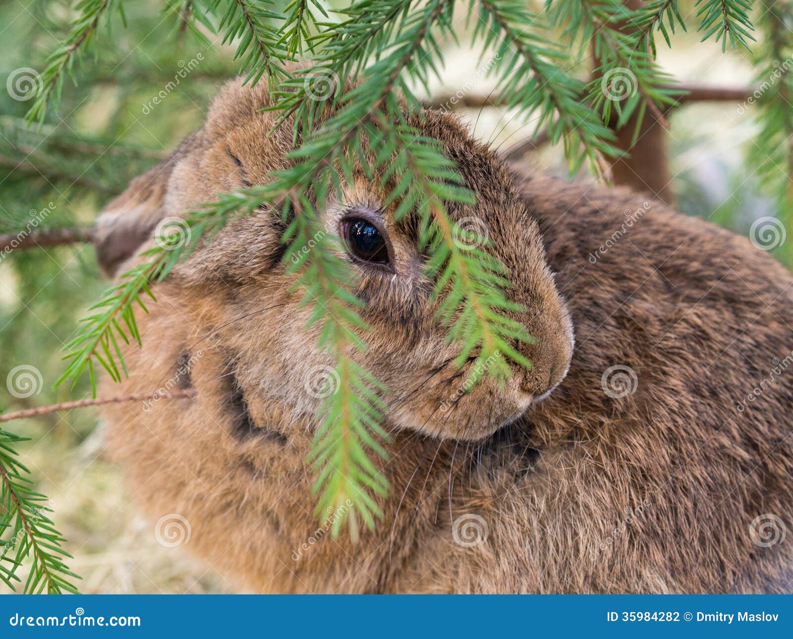 Rabbit under the tree stock photo. Image of domestic - 35984282
