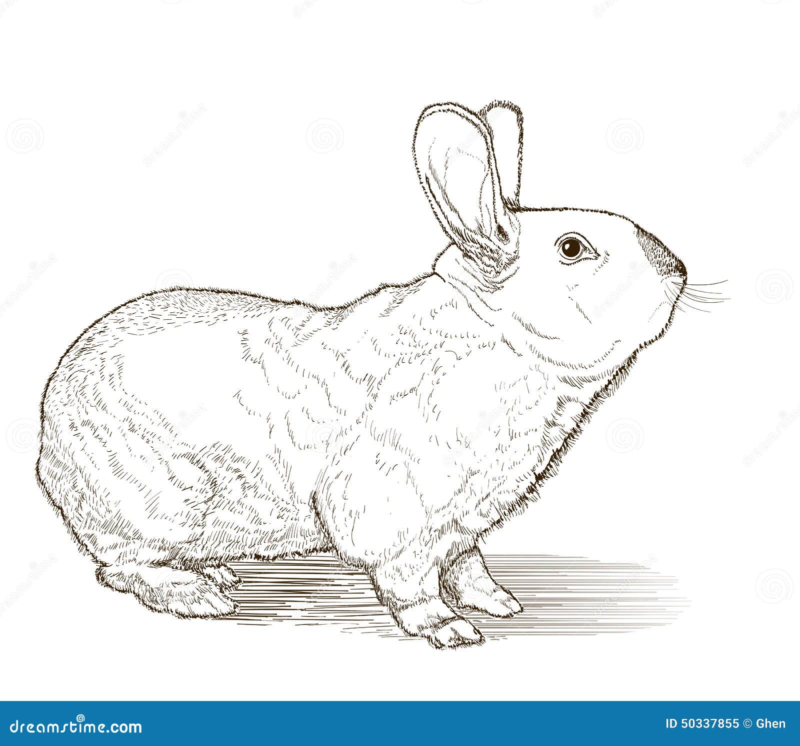Rabbit vector drawing stock vector. Illustration of vector - 50337855