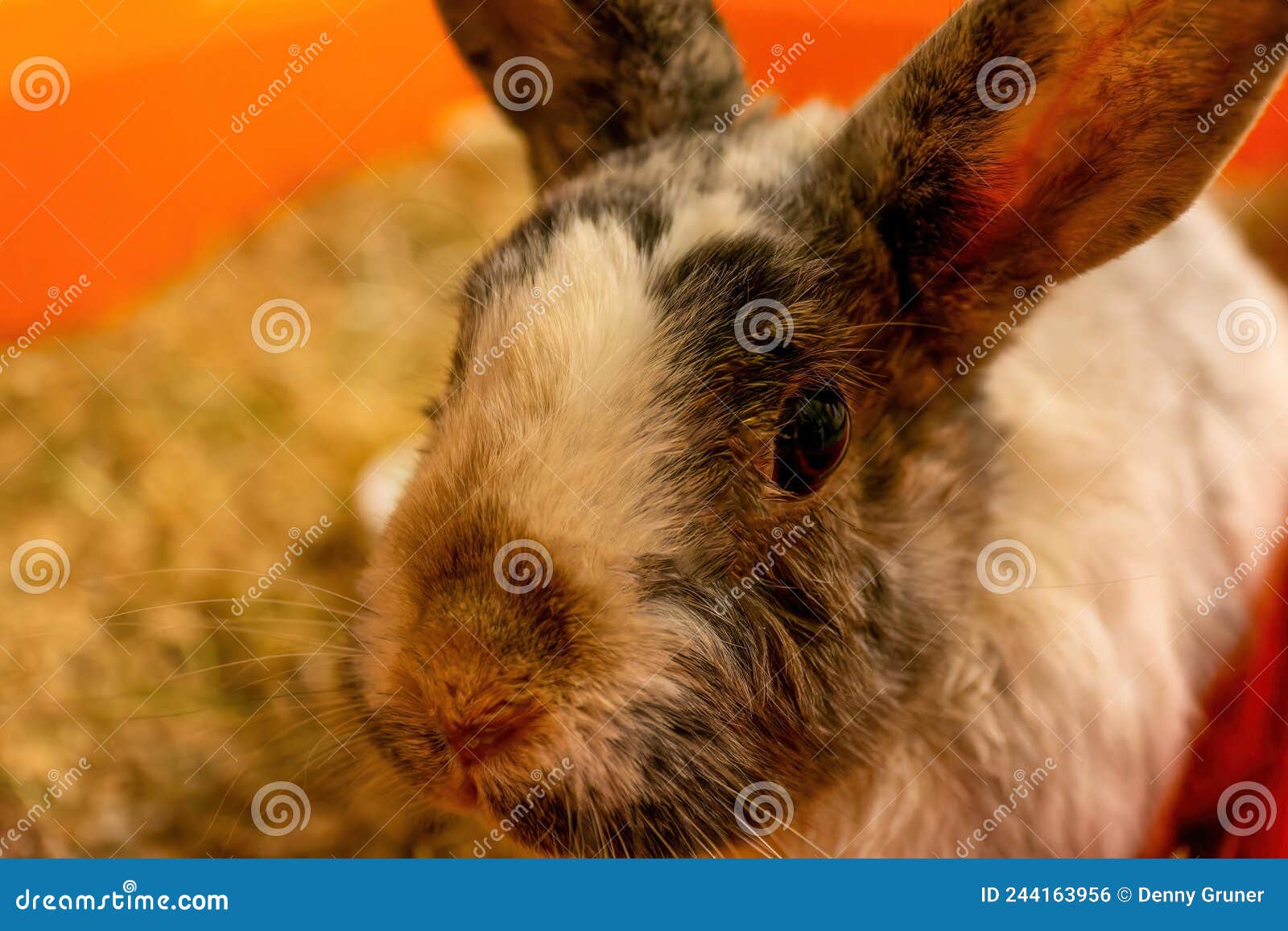 A Rabbit with a View from Above Stock Photo - Image of bunny, gray ...